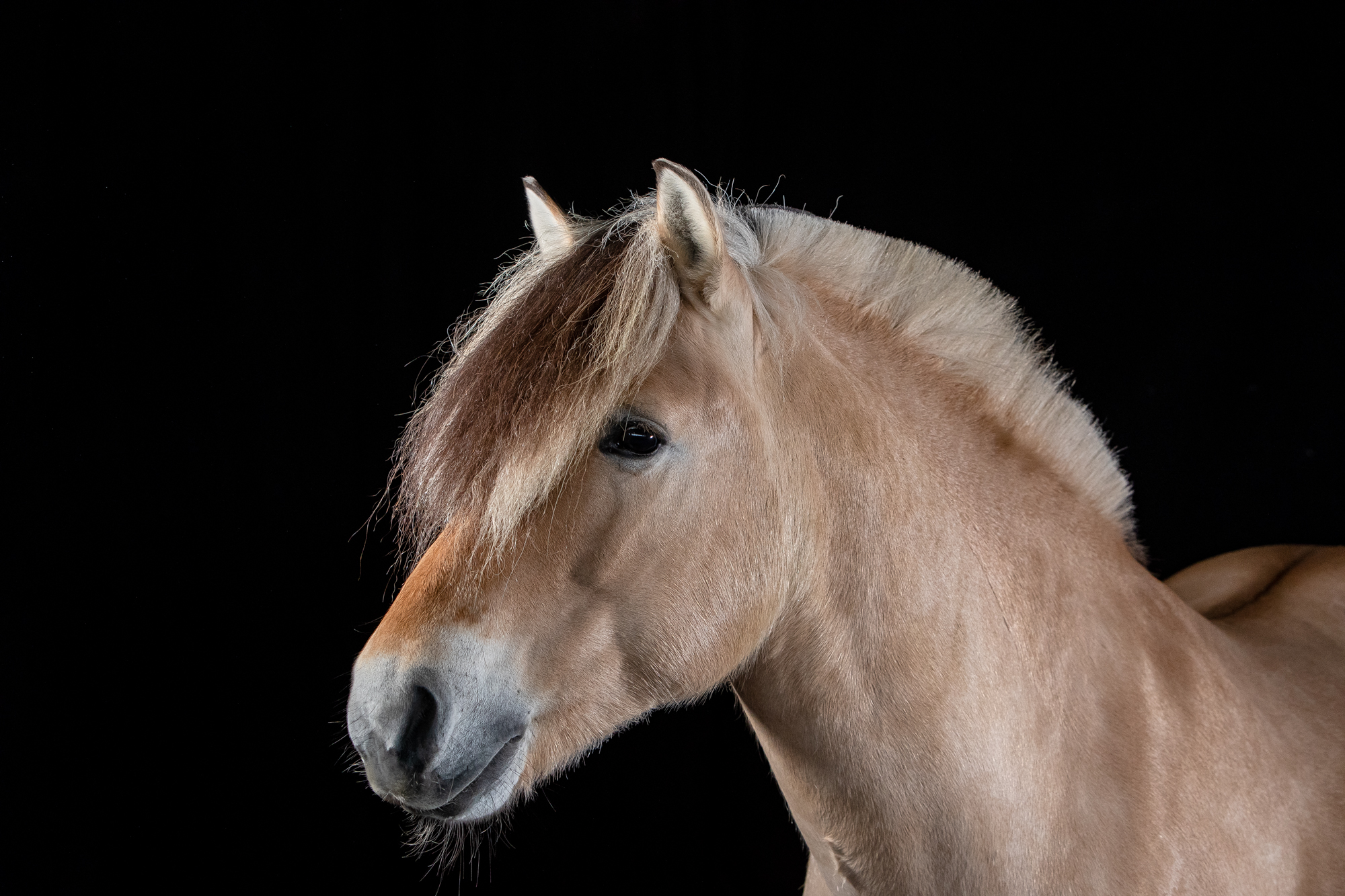 Fjordpferdezucht – Fjordhof Kornfuehrer