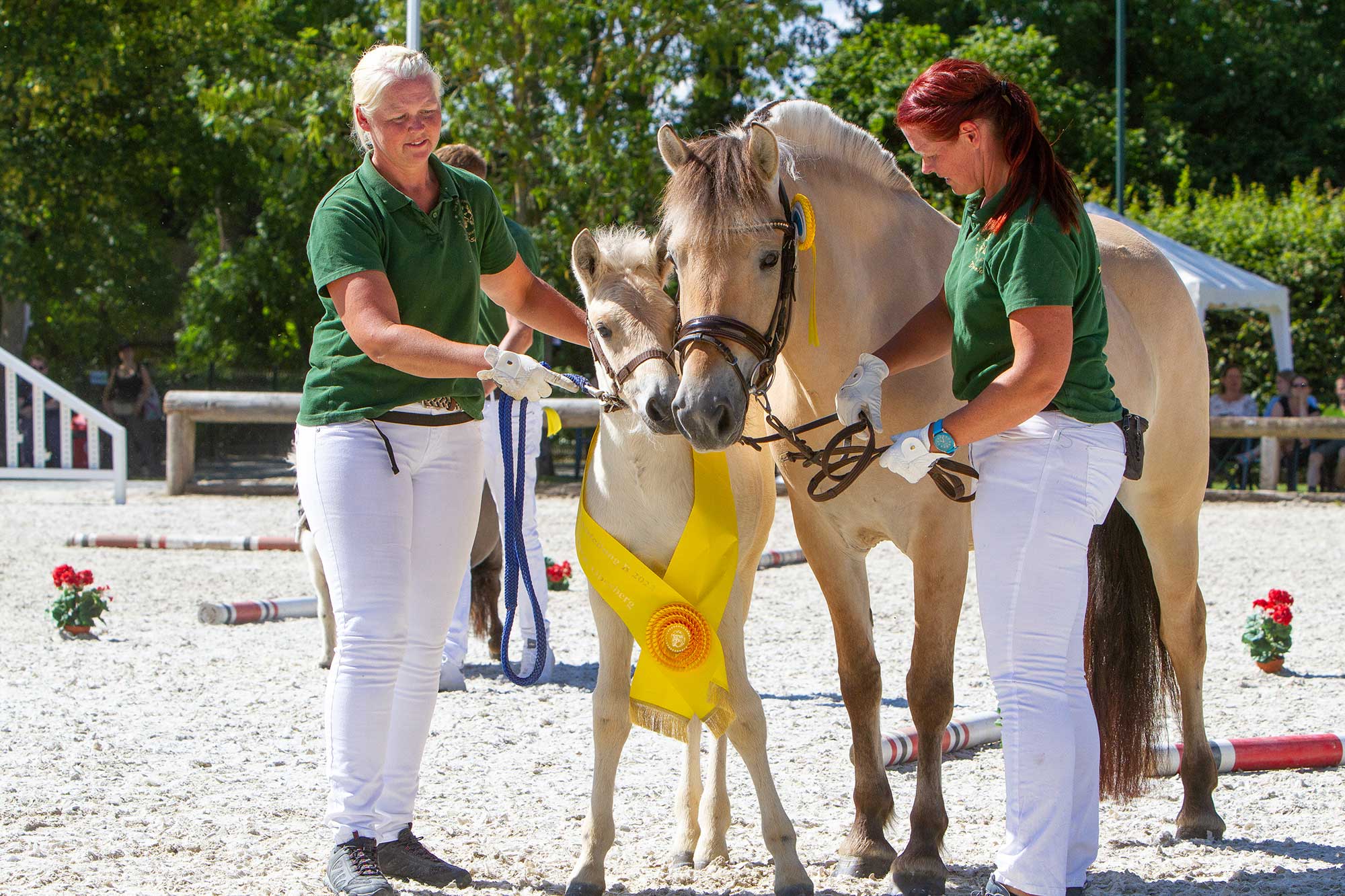 Fjordpferdezucht – Fjordhof Kornfuehrer
