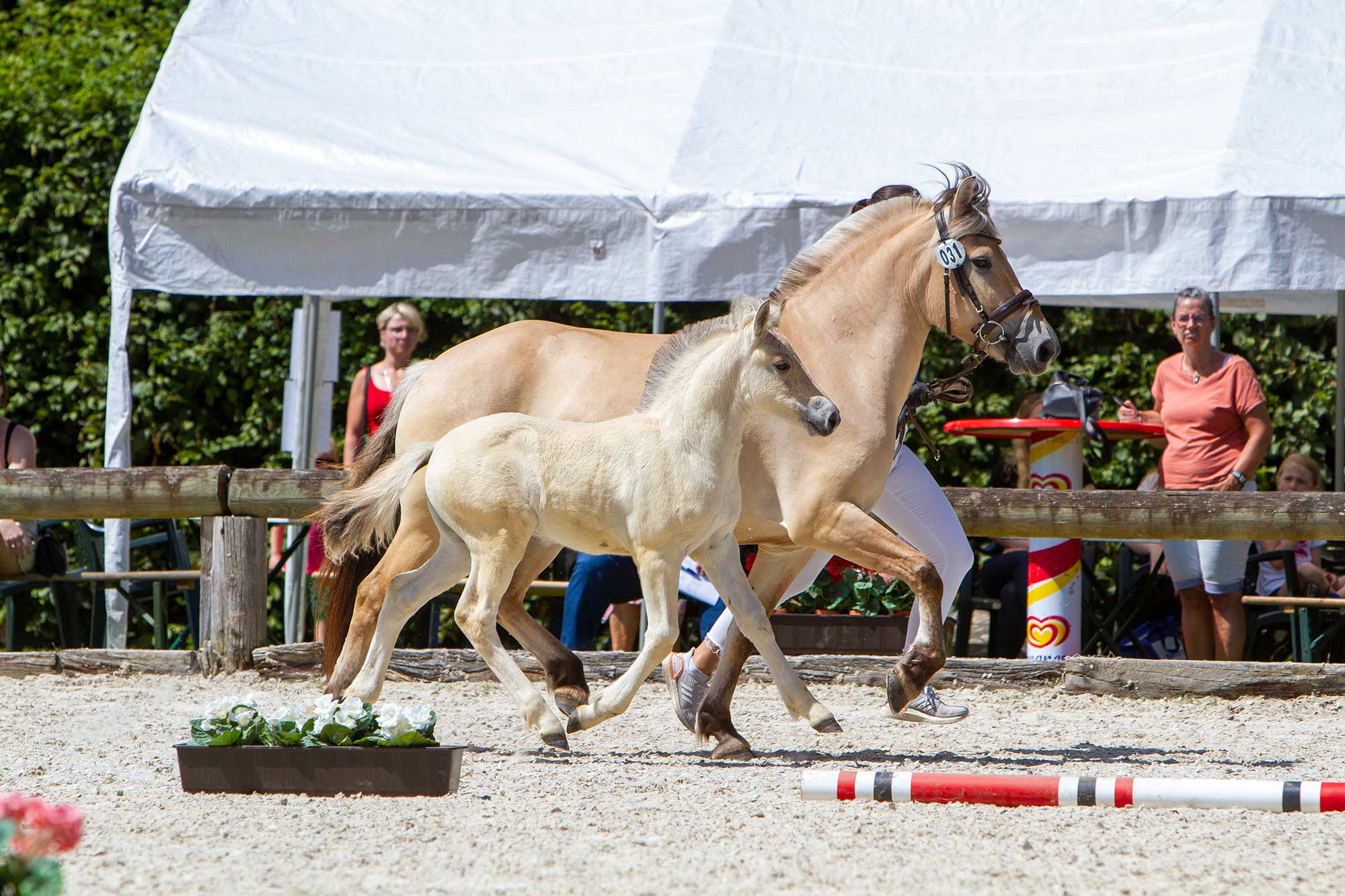 Fjordpferdezucht – Fjordhof Kornfuehrer