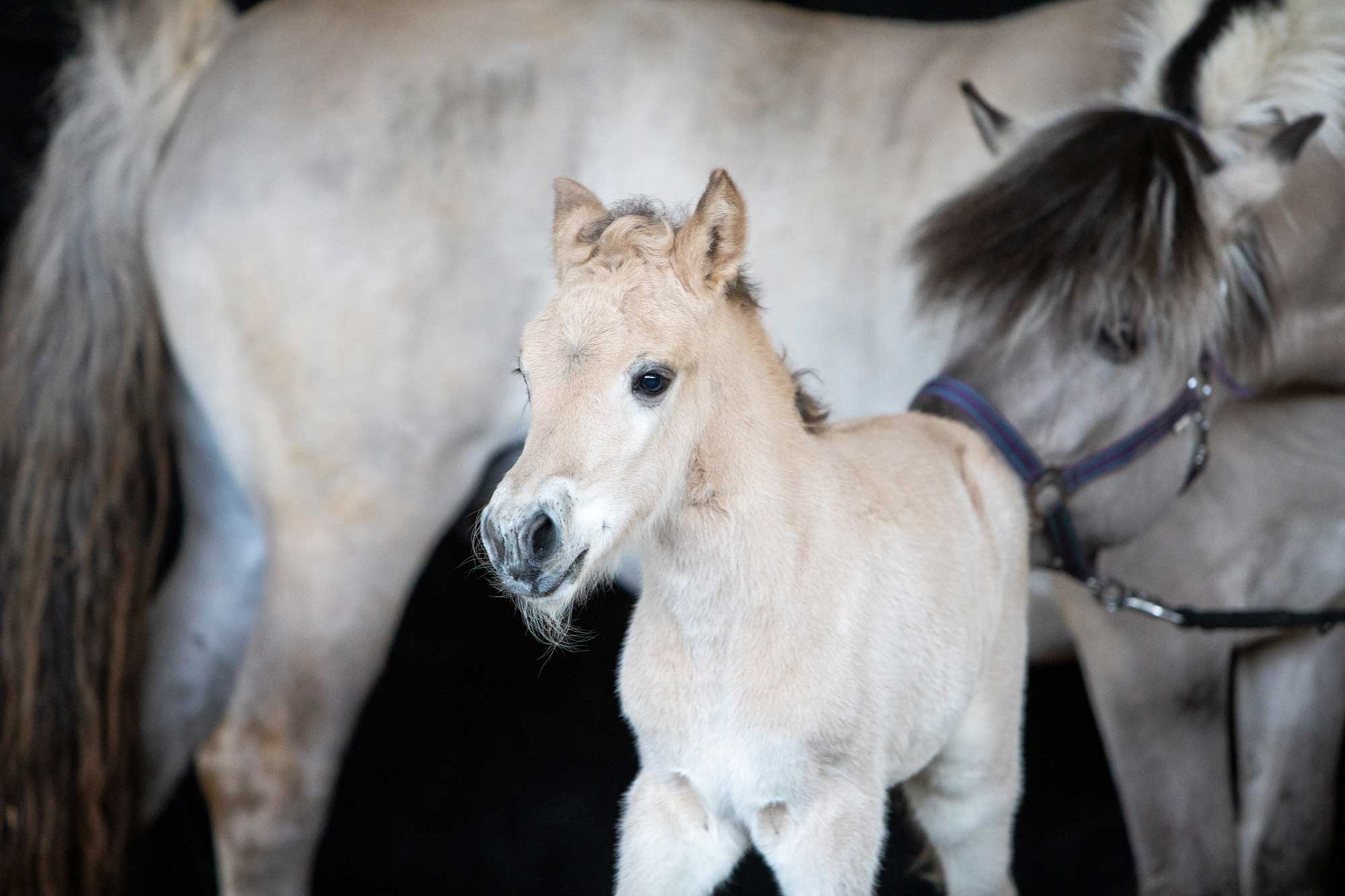 Fjordpferdezucht – Fjordhof Kornfuehrer